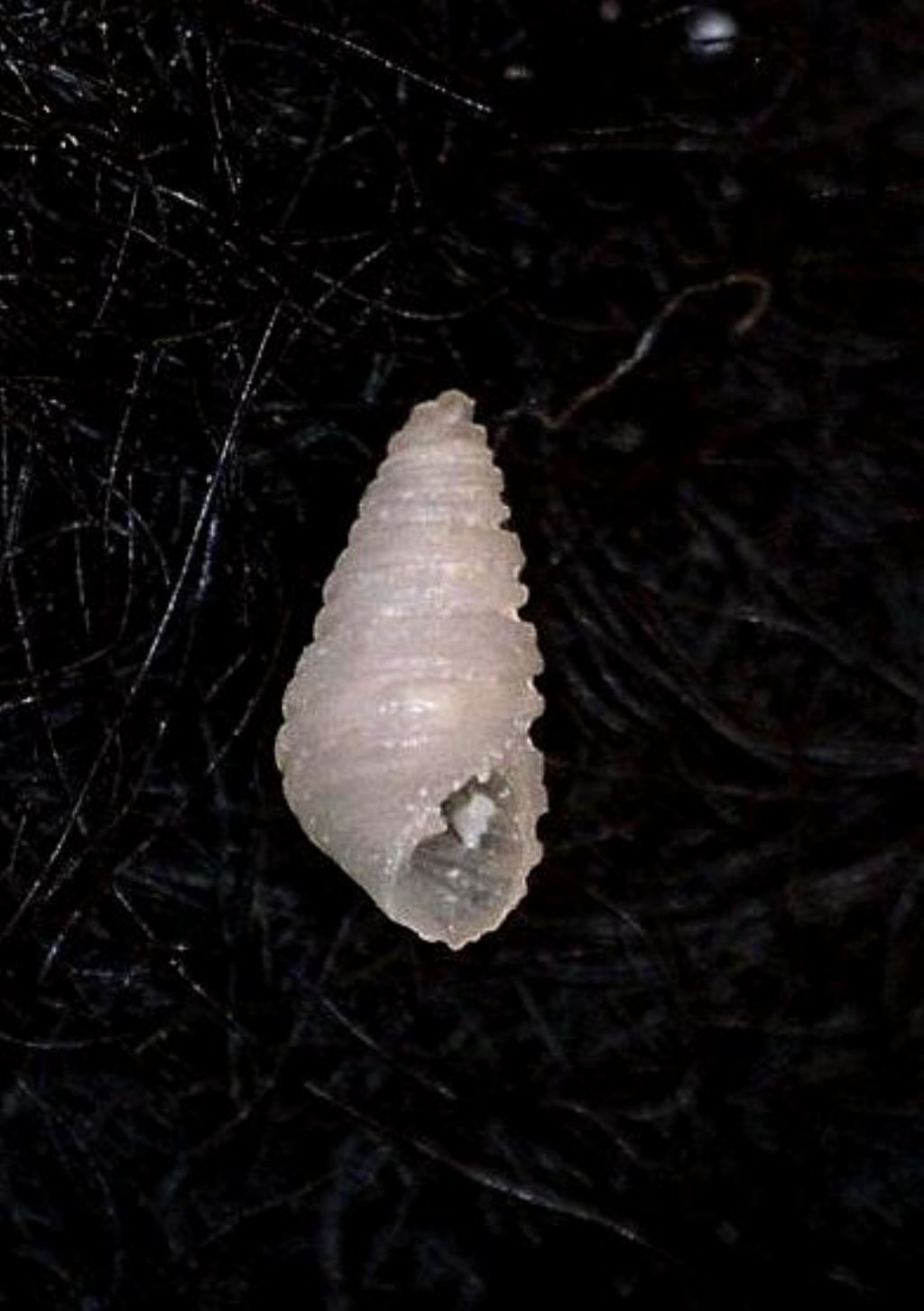 Da determinare , Natura Mediterraneo | Forum Naturalistico